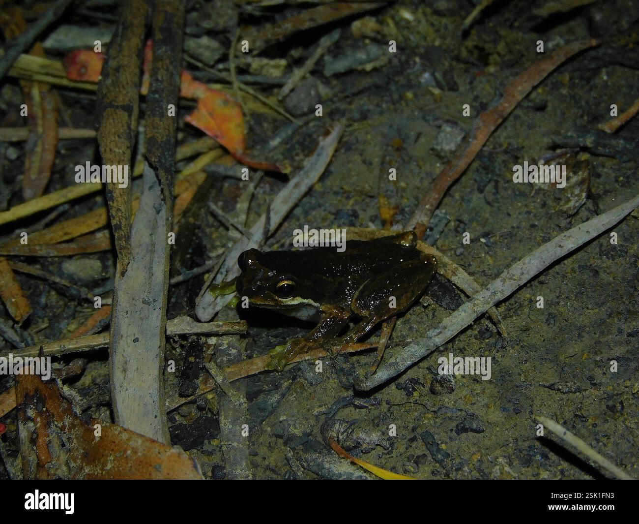 Brown Tree Frog (Litoria ewingii), Amphibia, Hobart TAS, Australia ...