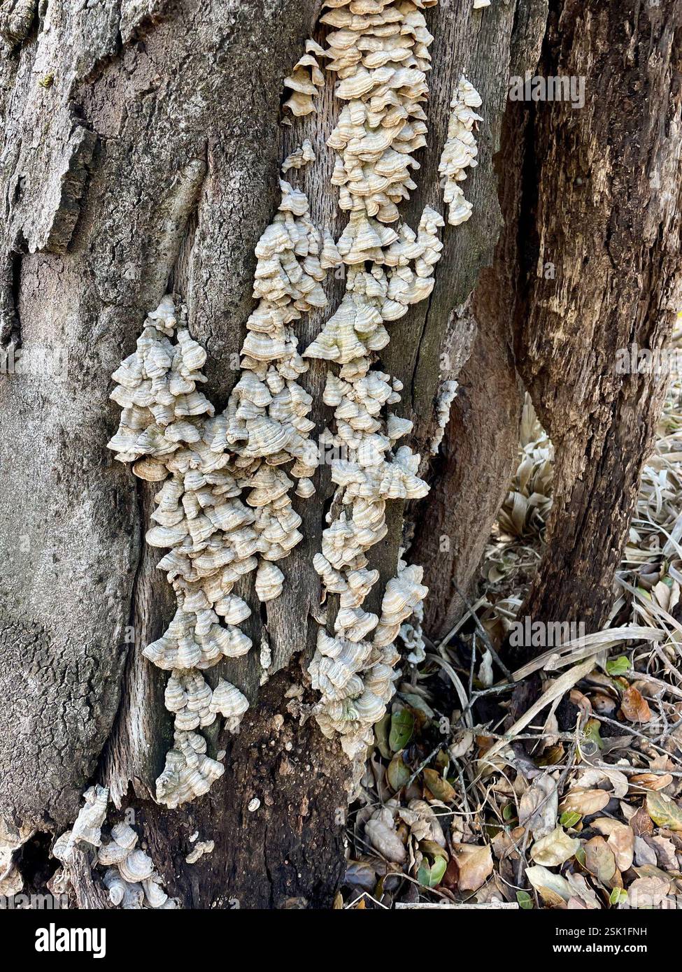 Ruffled margins hi-res stock photography and images - Alamy