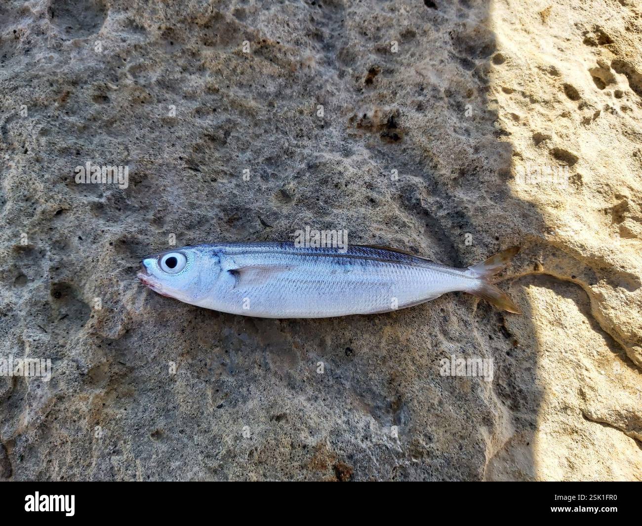 Bogue (boops boops) hi-res stock photography and images - Alamy
