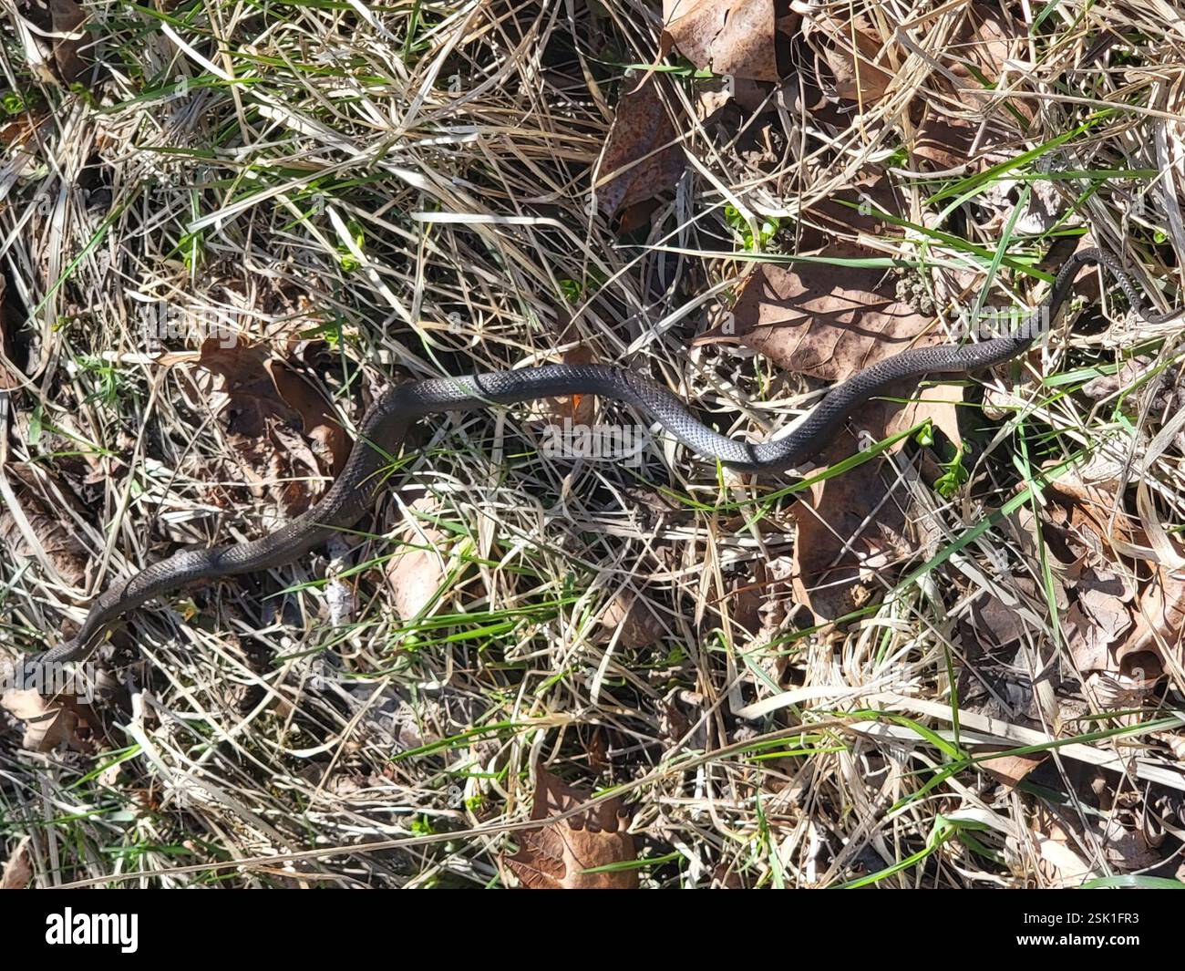 Gray Ratsnake (Pantherophis spiloides), Reptilia, Huntington, WV, USA ...