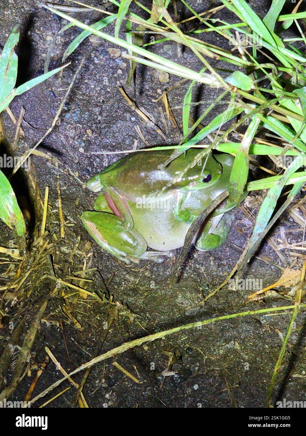 Australian Green Tree Frog (Ranoidea caerulea), Amphibia, Bouldercombe ...