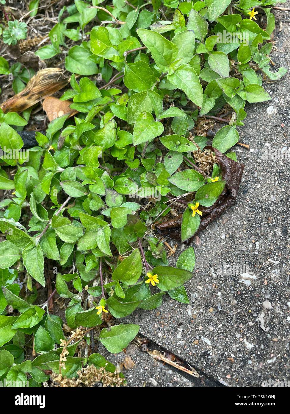 straggler daisy (Calyptocarpus vialis), Plantae, Laurel Ln, Plano, TX ...