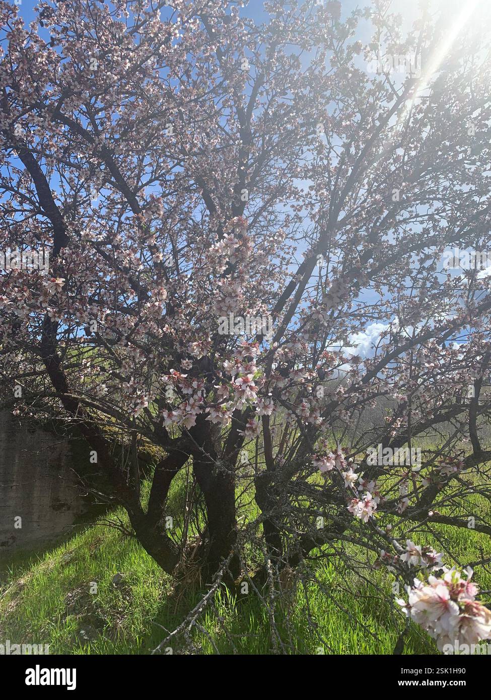 Almond (Prunus amygdalus), Plantae, Camp Beale Hwy, Beale Afb, CA, US ...