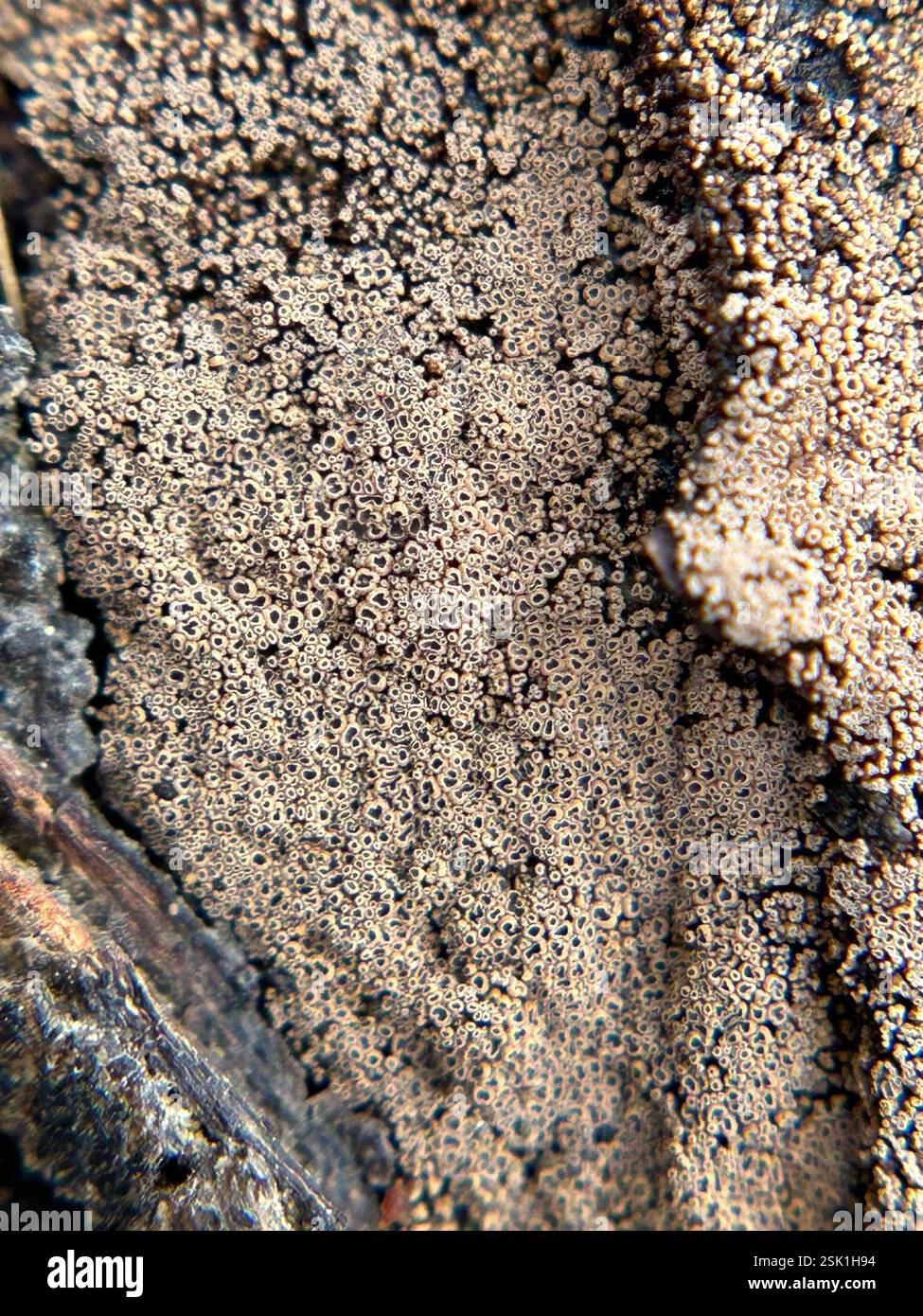 (Merismodes), Fungi, Pismo Ave, Los Osos, CA, US, Willow wood Stock ...