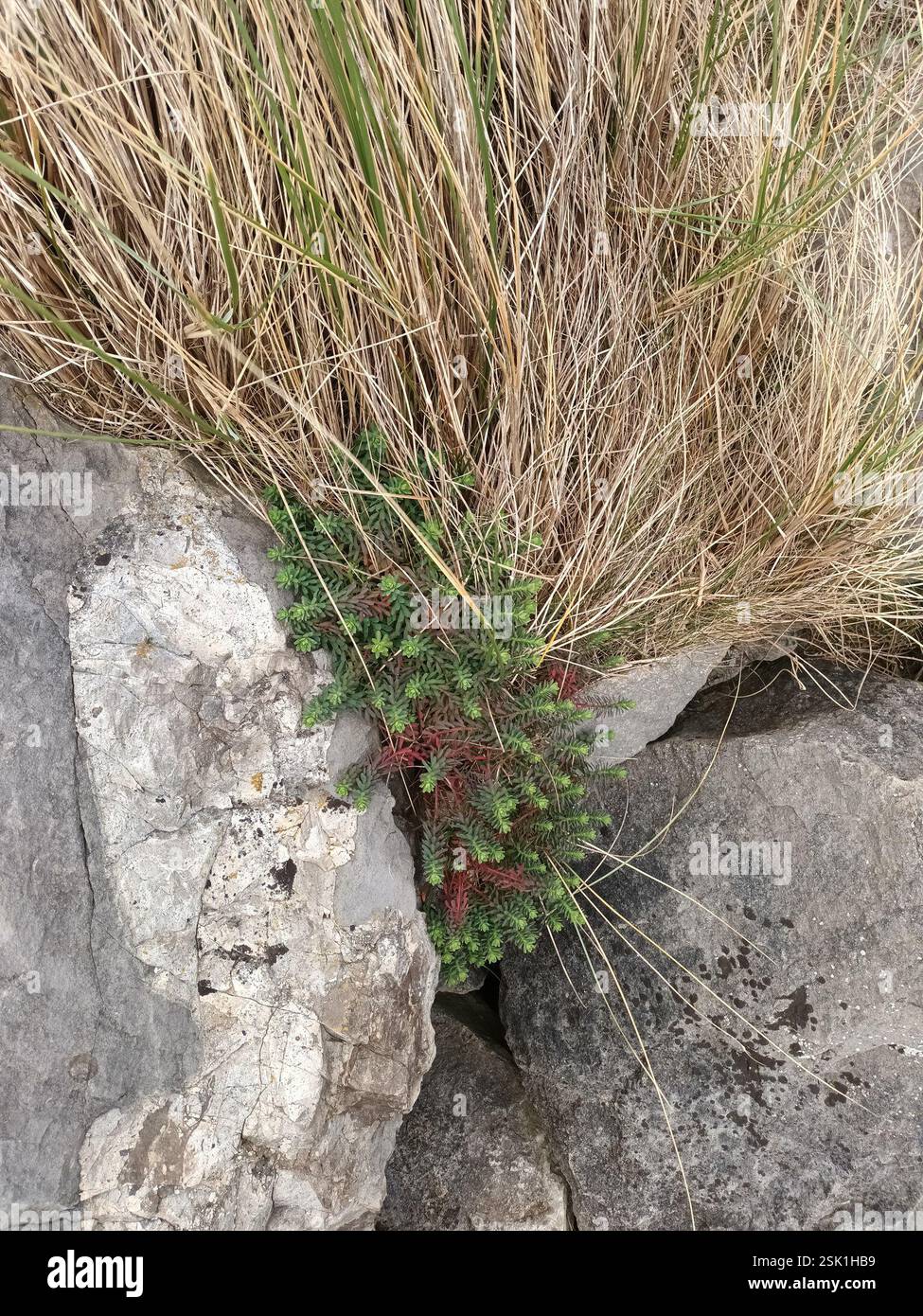 Sea Spurge (Euphorbia paralias), Plantae, Hoylake, Wirral, UK Stock ...