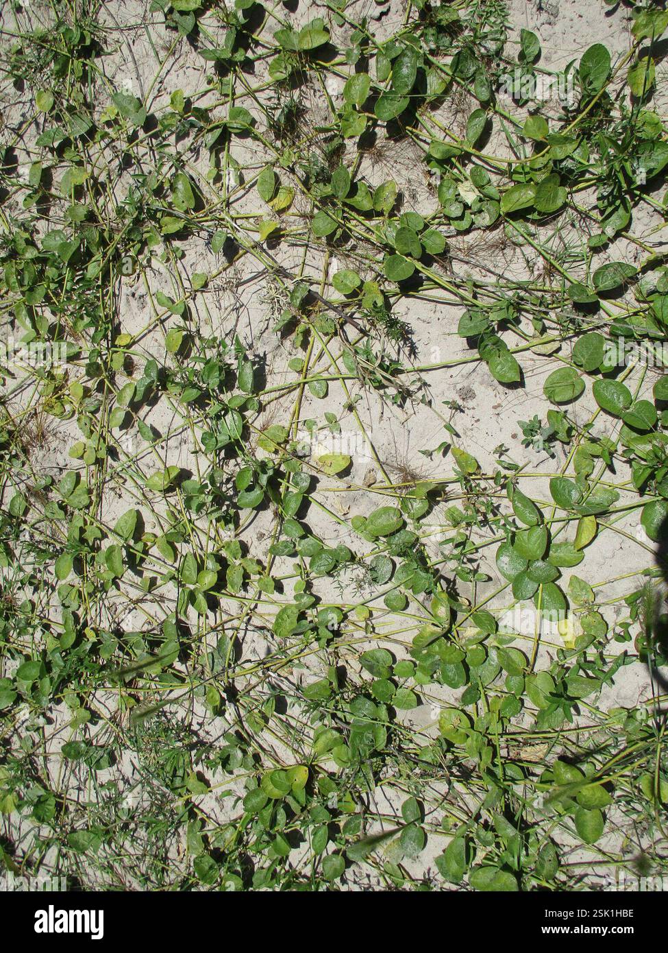 Sweet Starjasmine (Orthanthera jasminiflora), Plantae, Zambezi Region ...