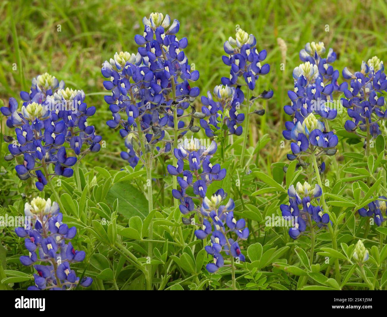 Texas bluebonnet (Lupinus texensis), Plantae, Whitehall, TX 77868, USA ...
