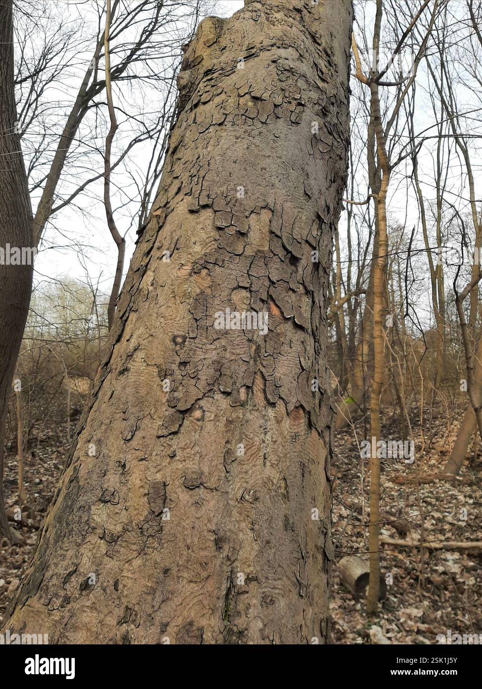 flowering plants (Angiospermae), Plantae, Stary Służew, Warszawa ...