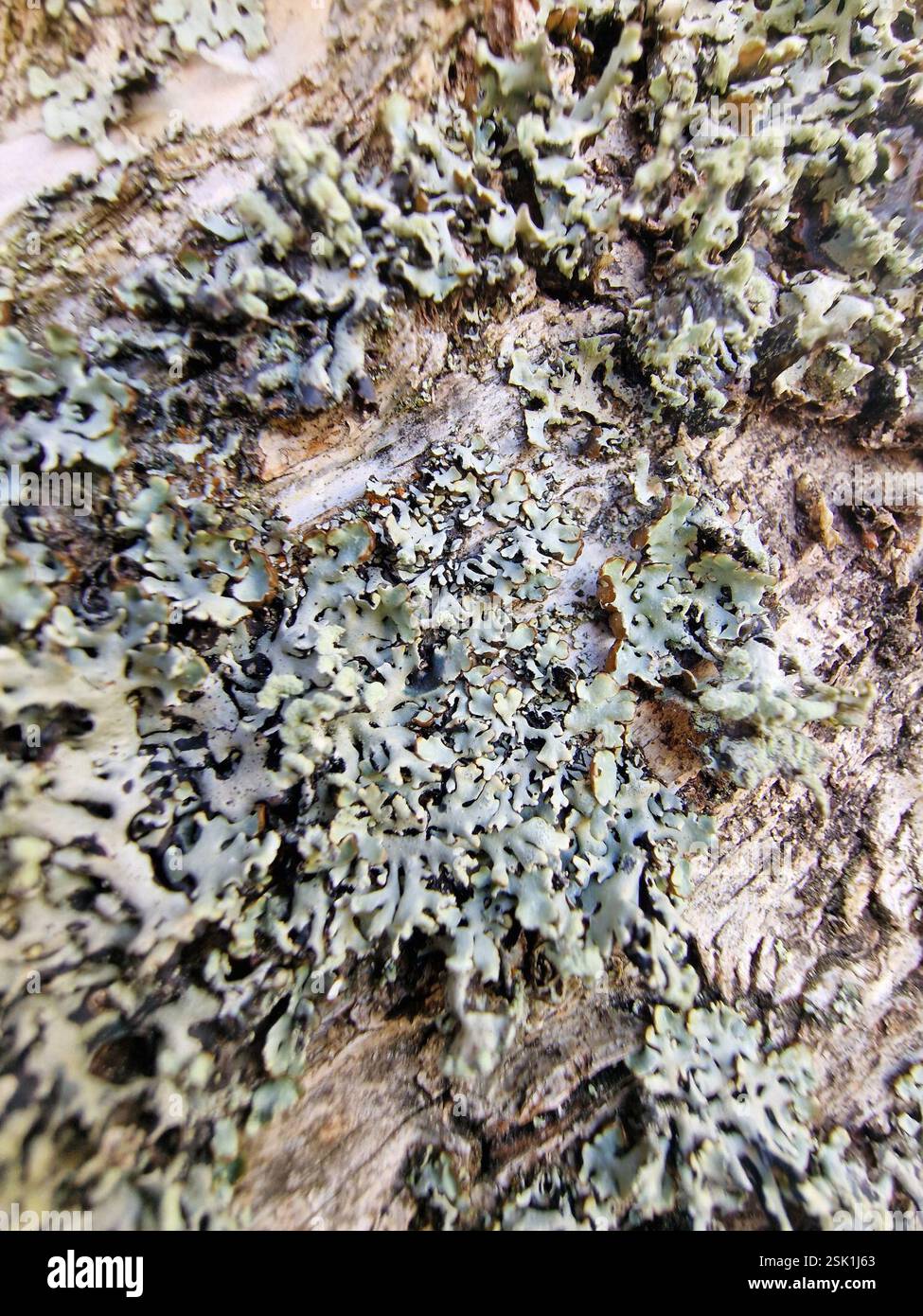 Hooded Tube Lichen (Hypogymnia physodes), Fungi, Iping Common Midhurst ...