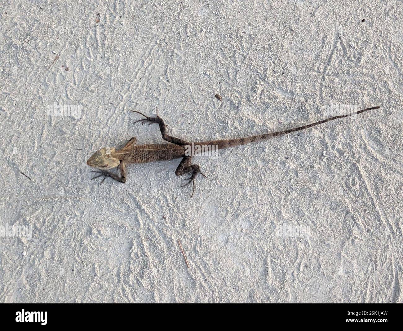 Oriental Garden Lizard (Calotes versicolor), Reptilia, Lankanfushi ...