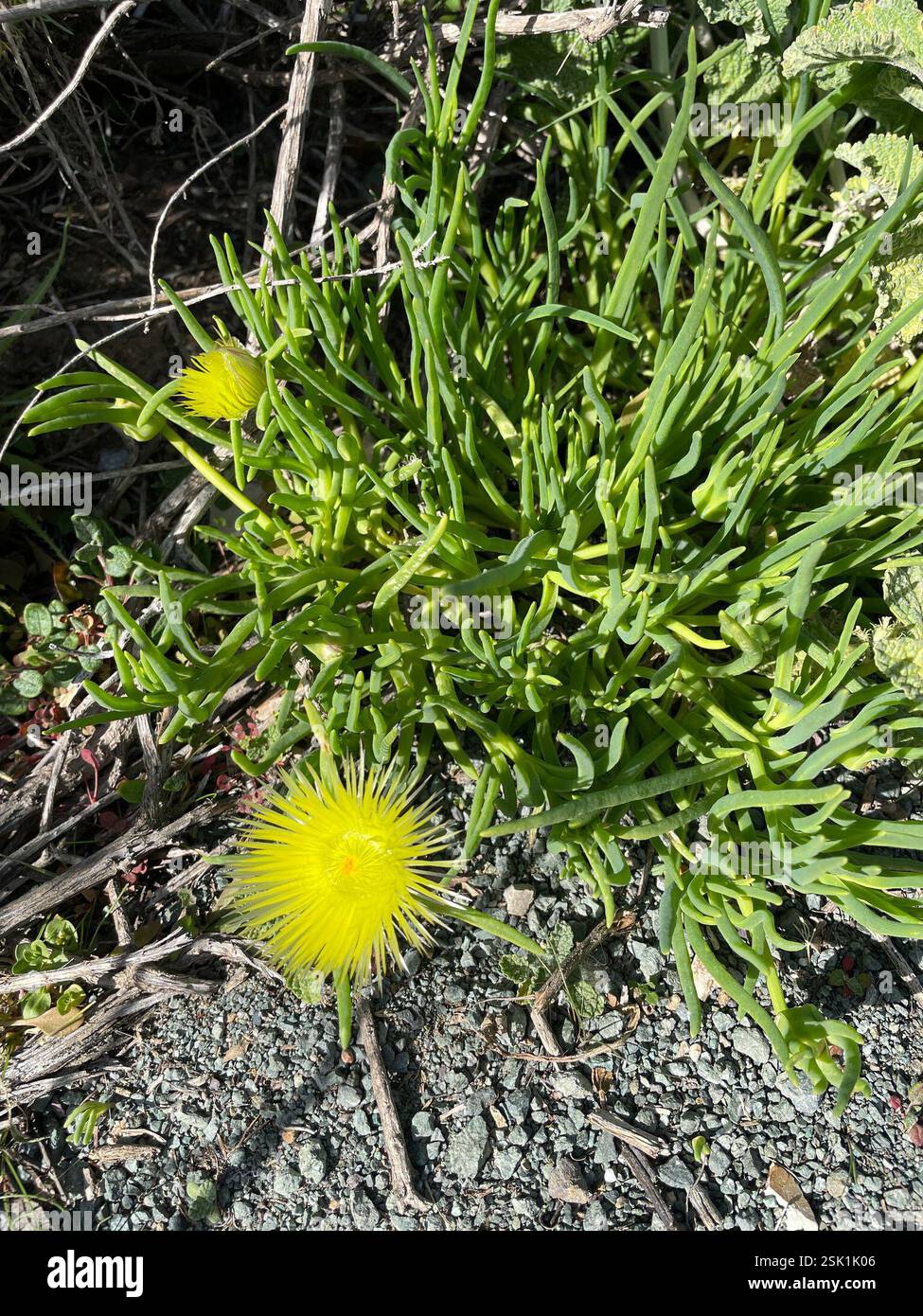 Pig's-root (Conicosia pugioniformis), Plantae, Monaña de Oro State Park ...