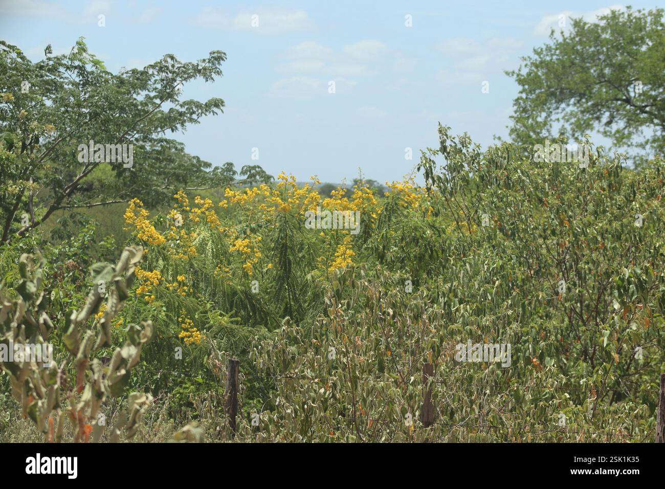 whitebark senna (Senna spectabilis), Plantae, Fazenda Carnaúba - Área ...