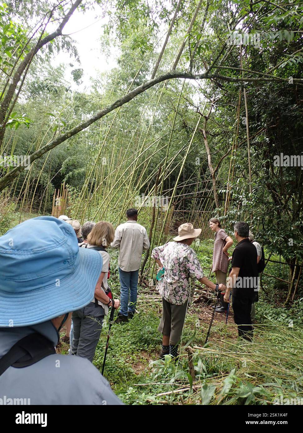 fishpole bamboo (Phyllostachys aurea), Plantae, Chase Valley ...