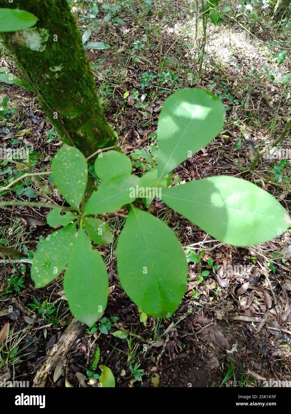 southern raintree (Brunfelsia australis), Plantae, 37000 Departamento ...