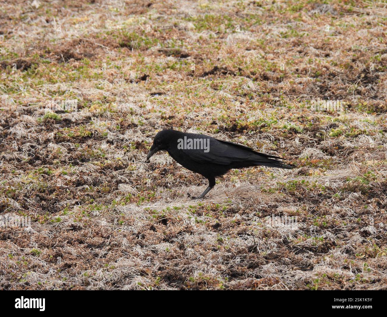 Eastern Carrion Crow (Corvus corone orientalis), Aves, Saitama, JP Stock Photo - Alamy