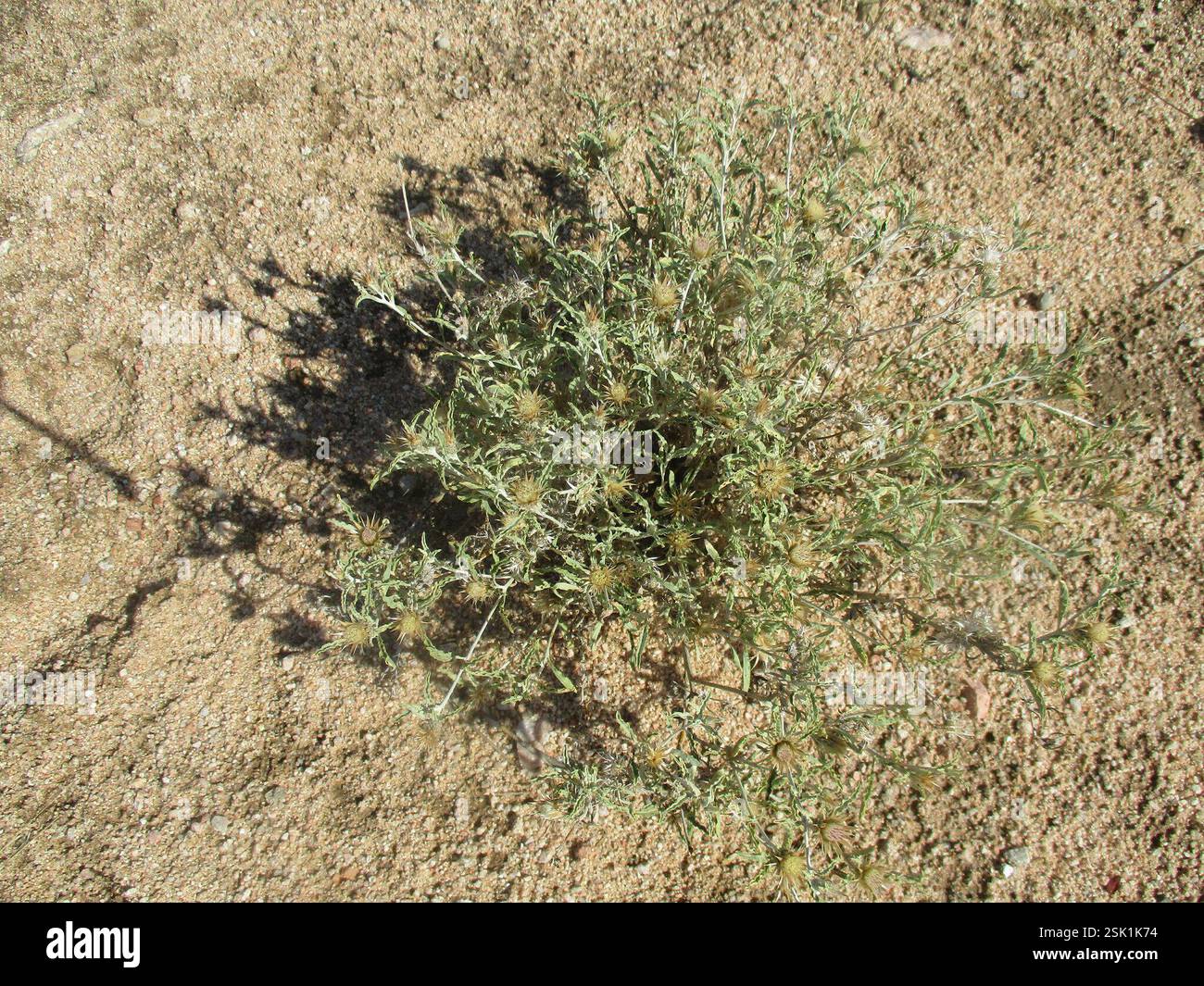 Common Karmedik (Dicoma capensis), Plantae, Erongo Region, Namibia ...