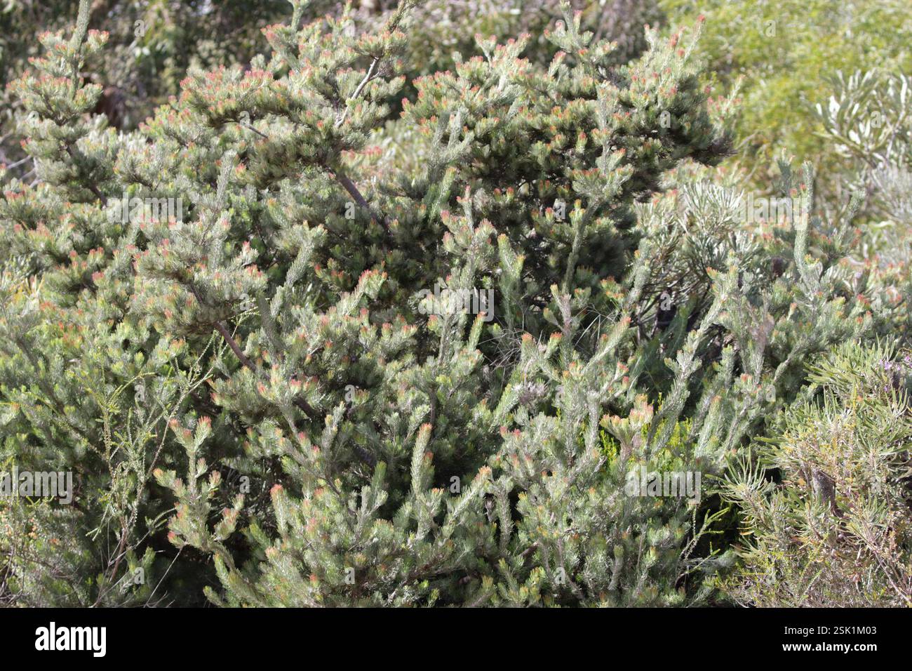 Adenanthos hi-res stock photography and images - Alamy