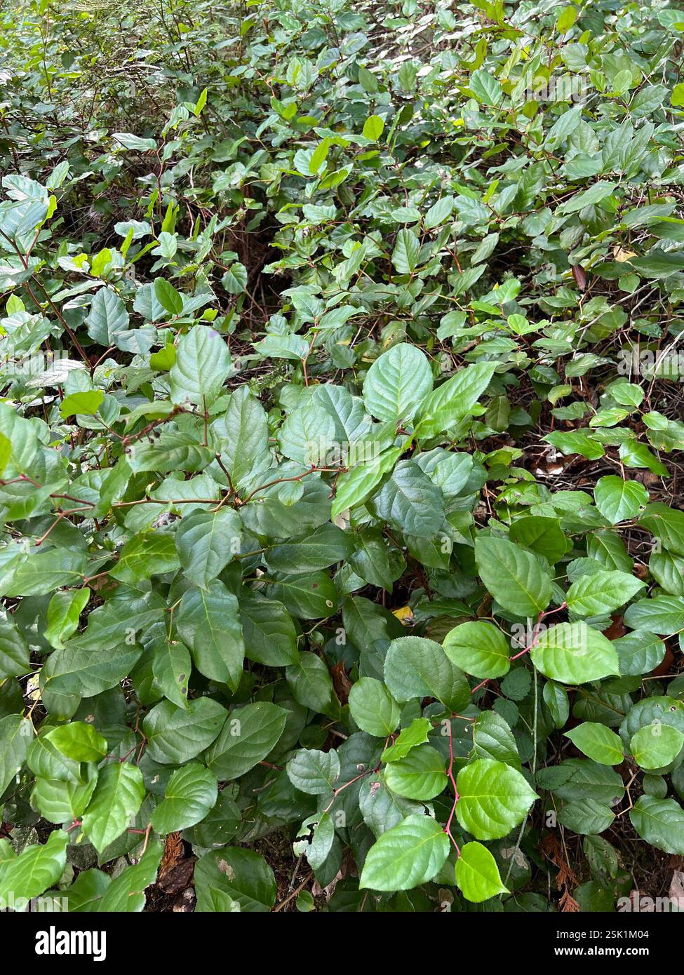 salal (Gaultheria shallon), Plantae, Island County, WA, USA Stock Photo ...
