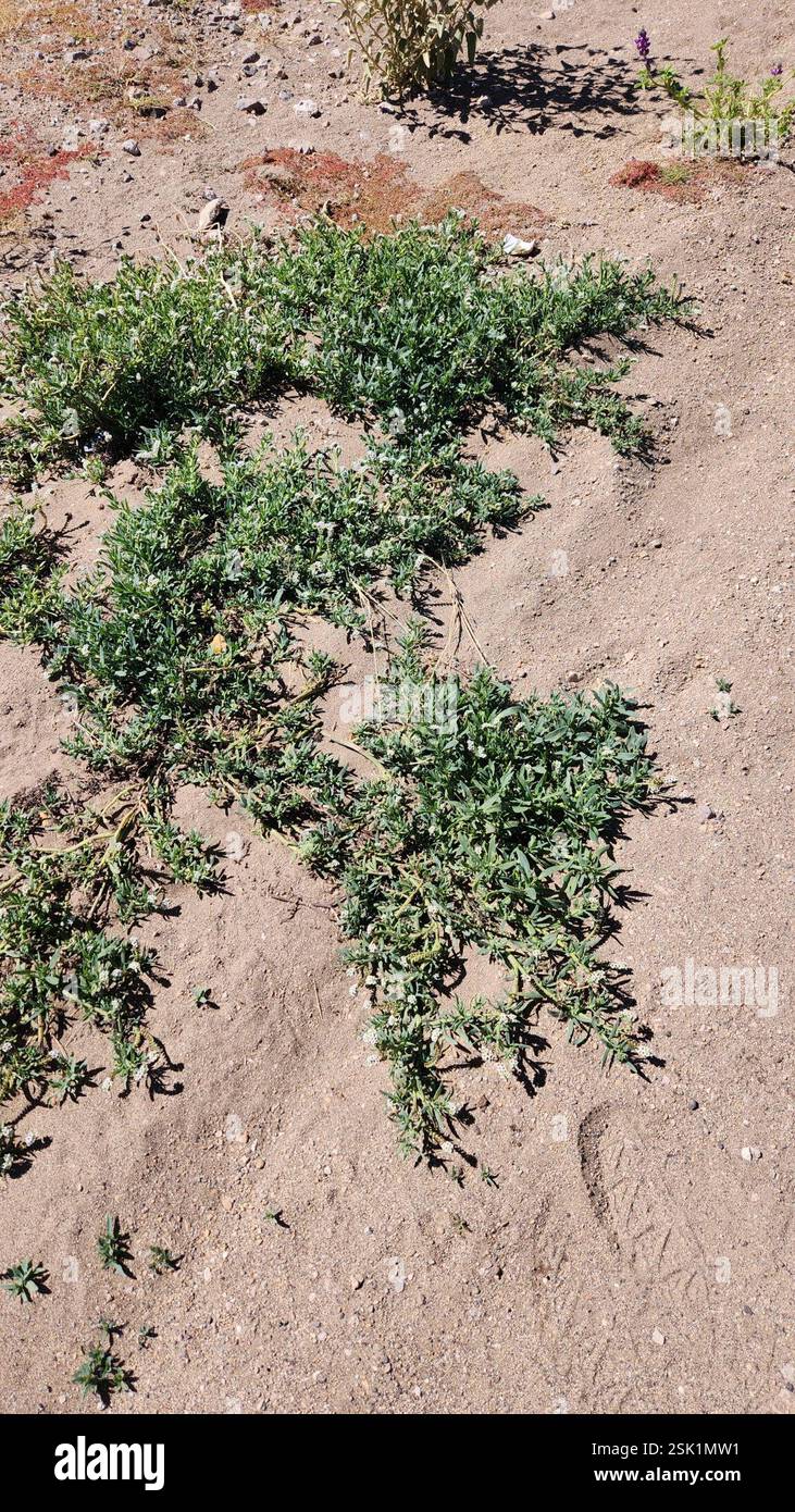 alkali heliotrope (Heliotropium curassavicum), Plantae, Mulegé, MX-BS ...
