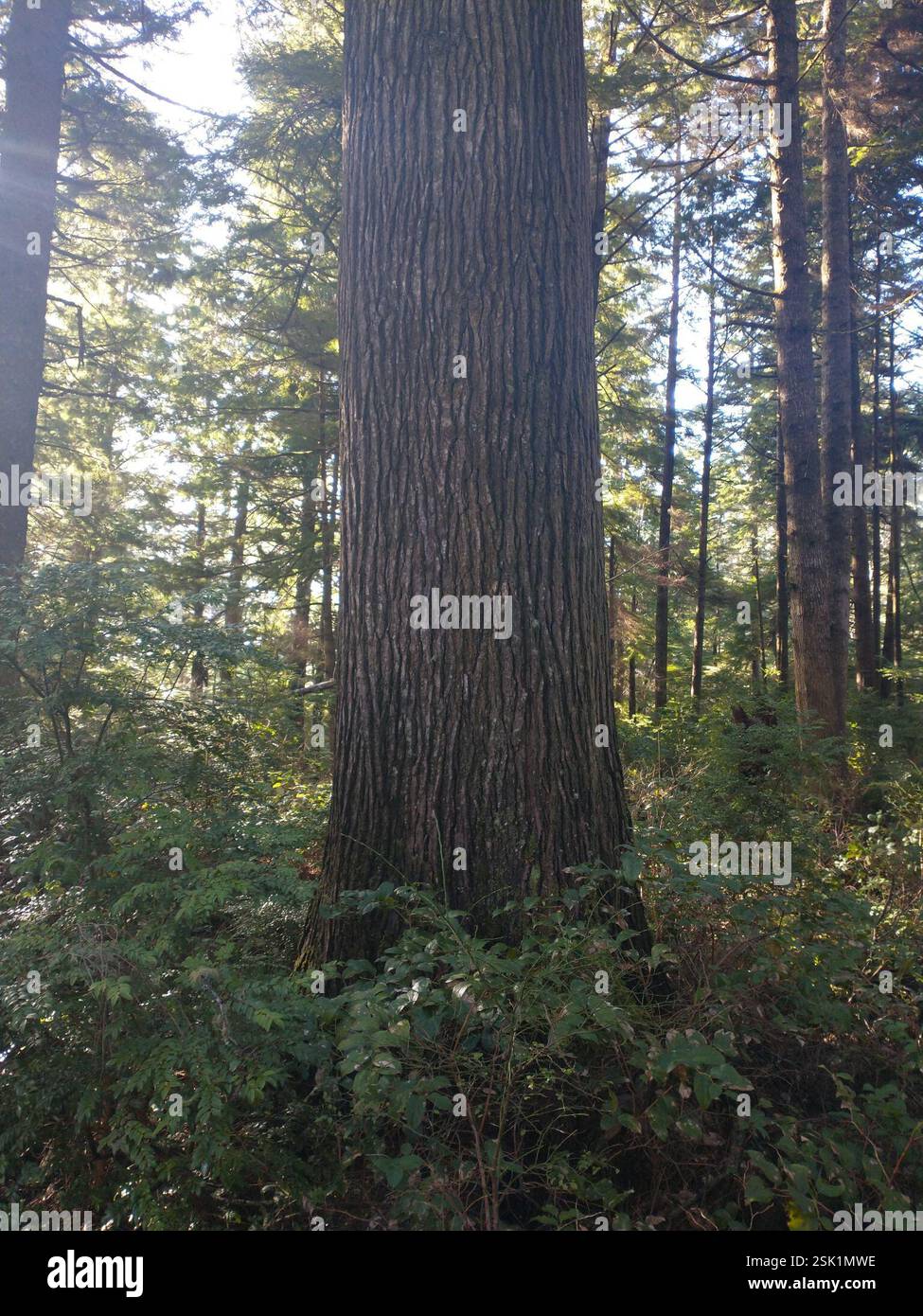 western hemlock (Tsuga heterophylla), Plantae, Rockaway Beach, OR 97136 ...