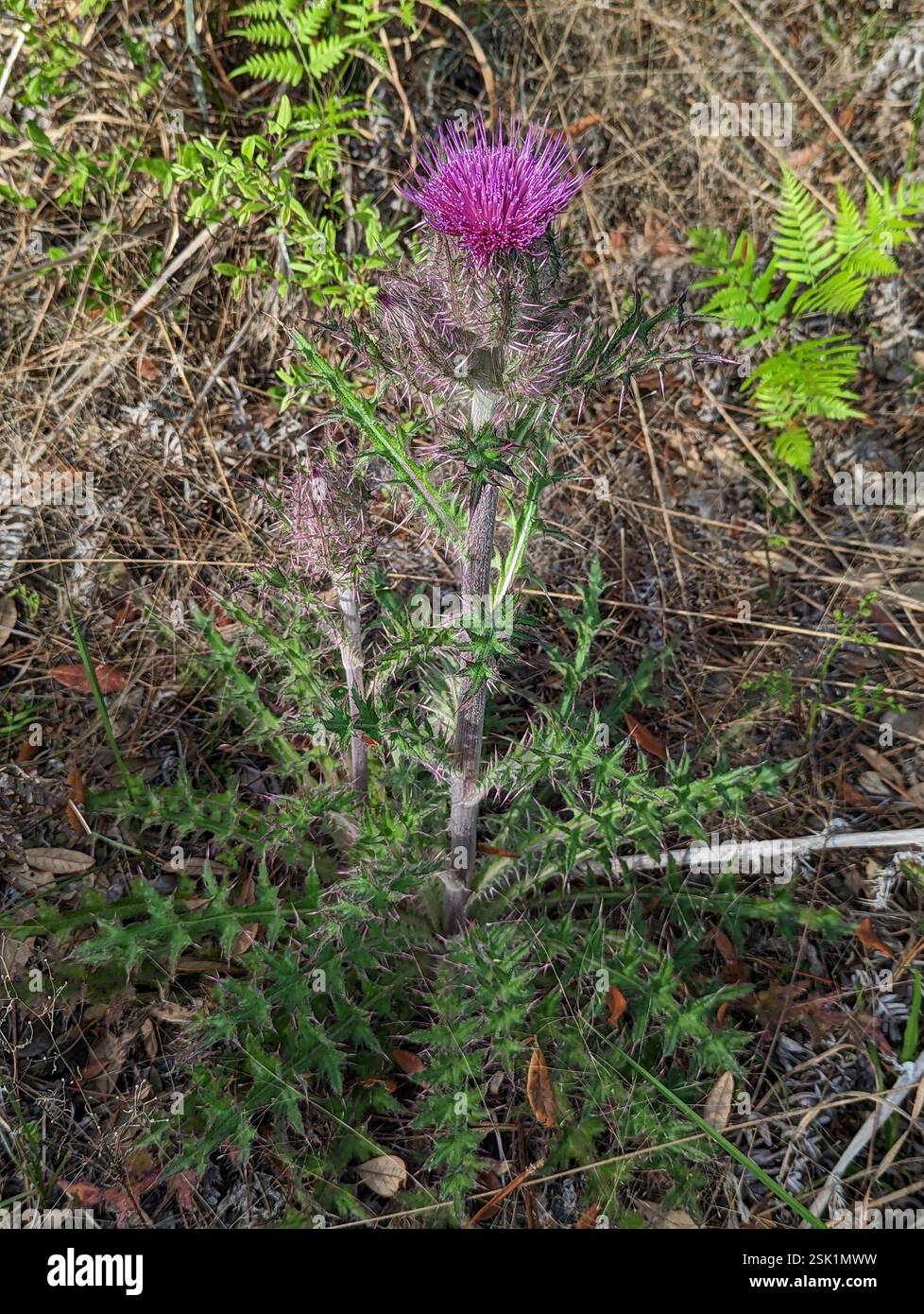 bristle thistle (Cirsium horridulum), Plantae, Daytona Beach, FL 32124 ...