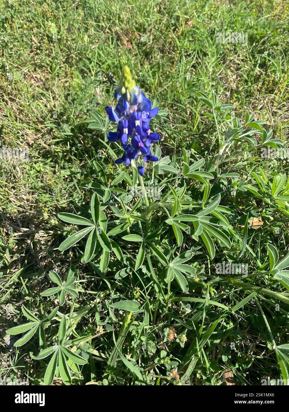 Texas bluebonnet (Lupinus texensis), Plantae, Roy G. Guerrero Colorado ...