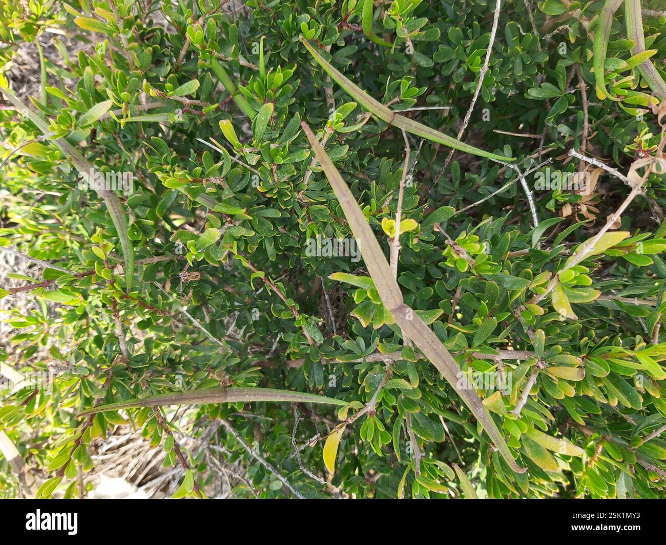 African wolfbane (Periploca angustifolia), Plantae, X8GH+XCQ Għar Tuta ...
