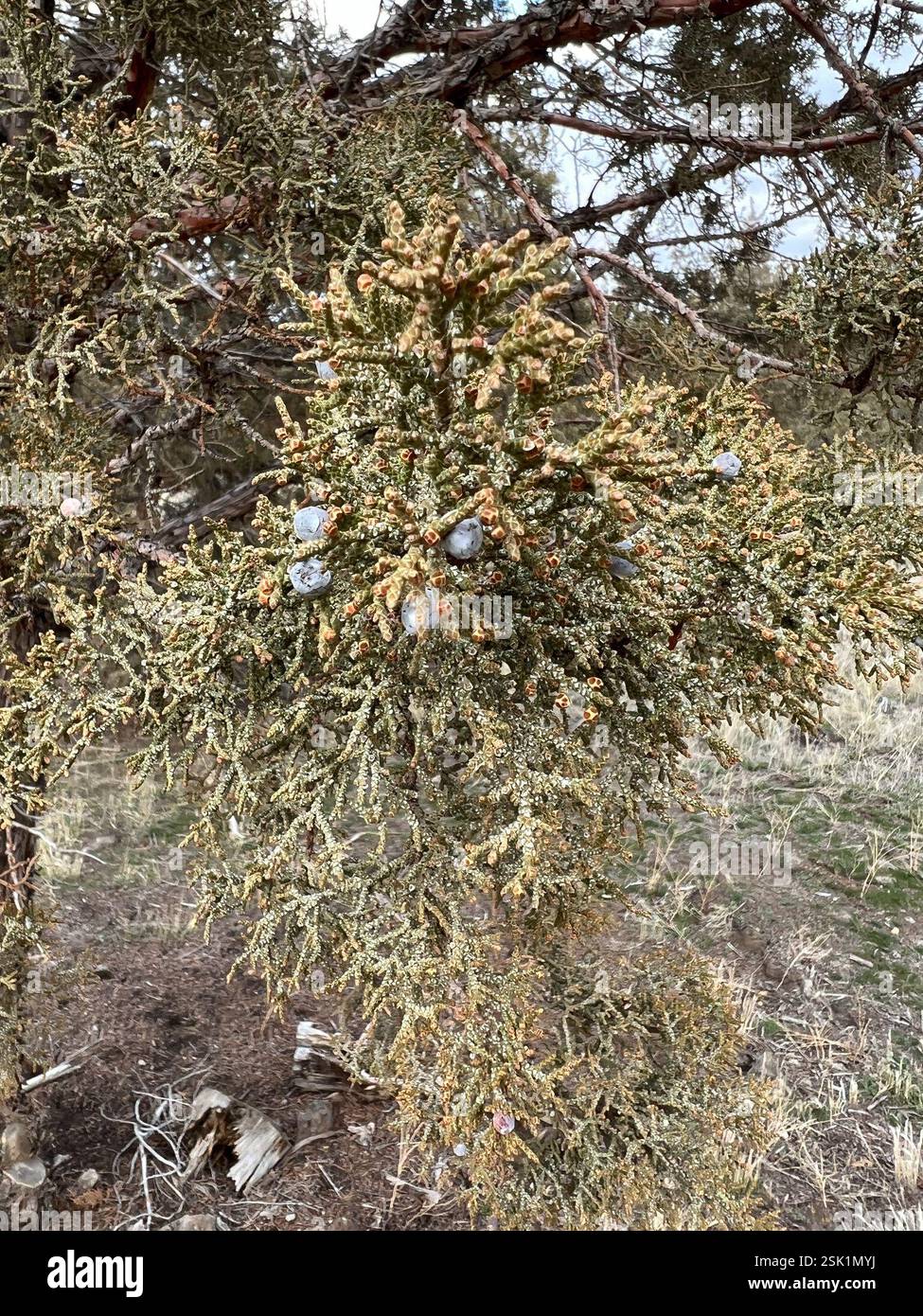 western juniper (Juniperus occidentalis), Plantae, Deschutes County, OR ...