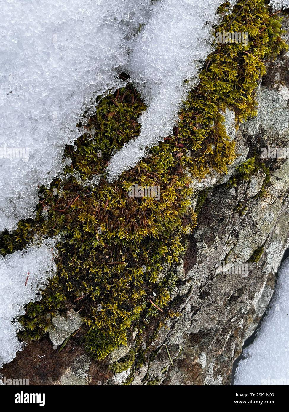 Sickle-leaved Hook-moss (Sanionia uncinata), Plantae, Cape Breton ...