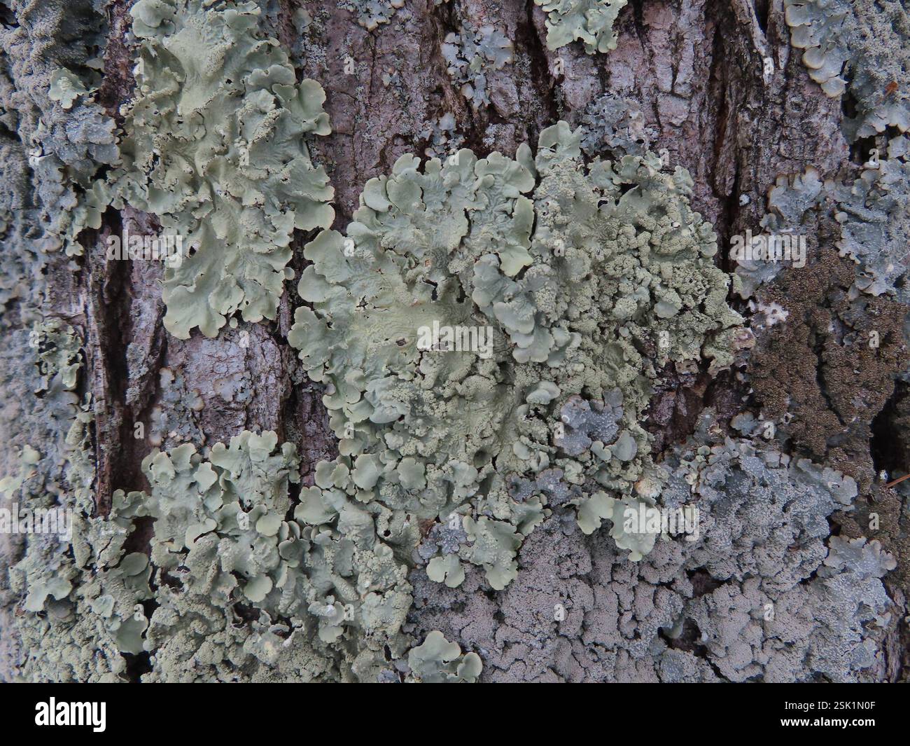 common greenshield lichen (Flavoparmelia caperata), Fungi, Devil's Lake ...