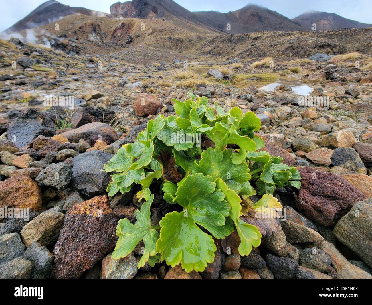 Mount Taranaki Buttercup (Ranunculus nivicola), Plantae, Ohakune 4691 ...