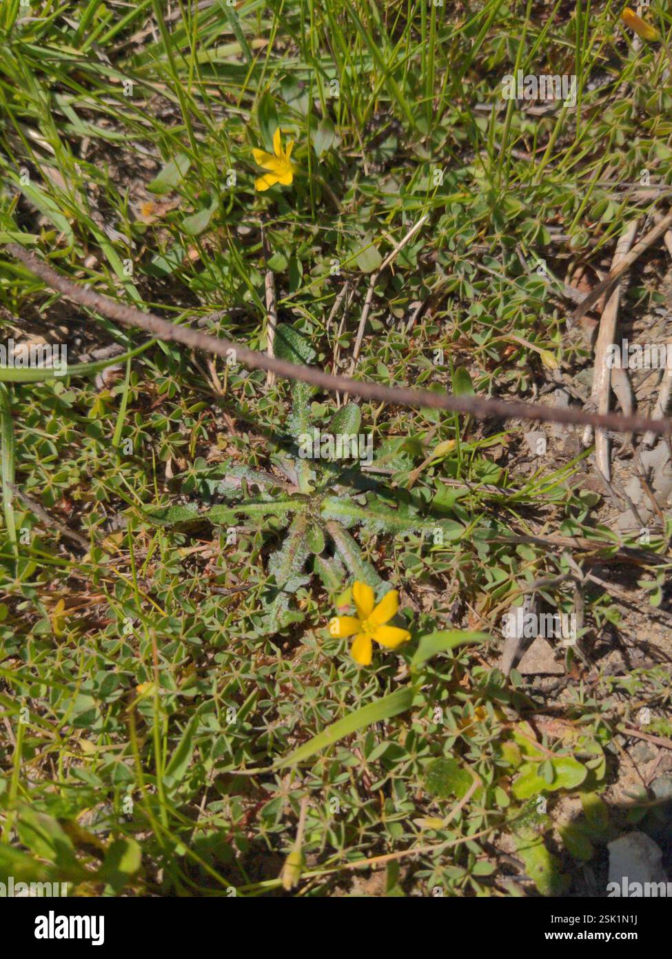 flowering plants (Angiospermae), Plantae, Point Reyes National Seashore ...