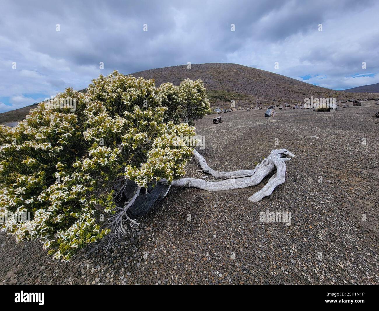 (Olearia nummulariifolia), Plantae, Ohakune 4691, New Zealand Stock ...