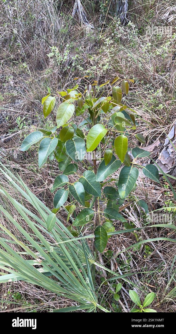 Poisonwood hi-res stock photography and images - Alamy