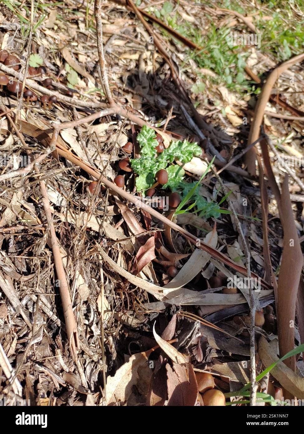 conical brittlestem (Parasola conopilea), Fungi, Cory Hall, Berkeley ...