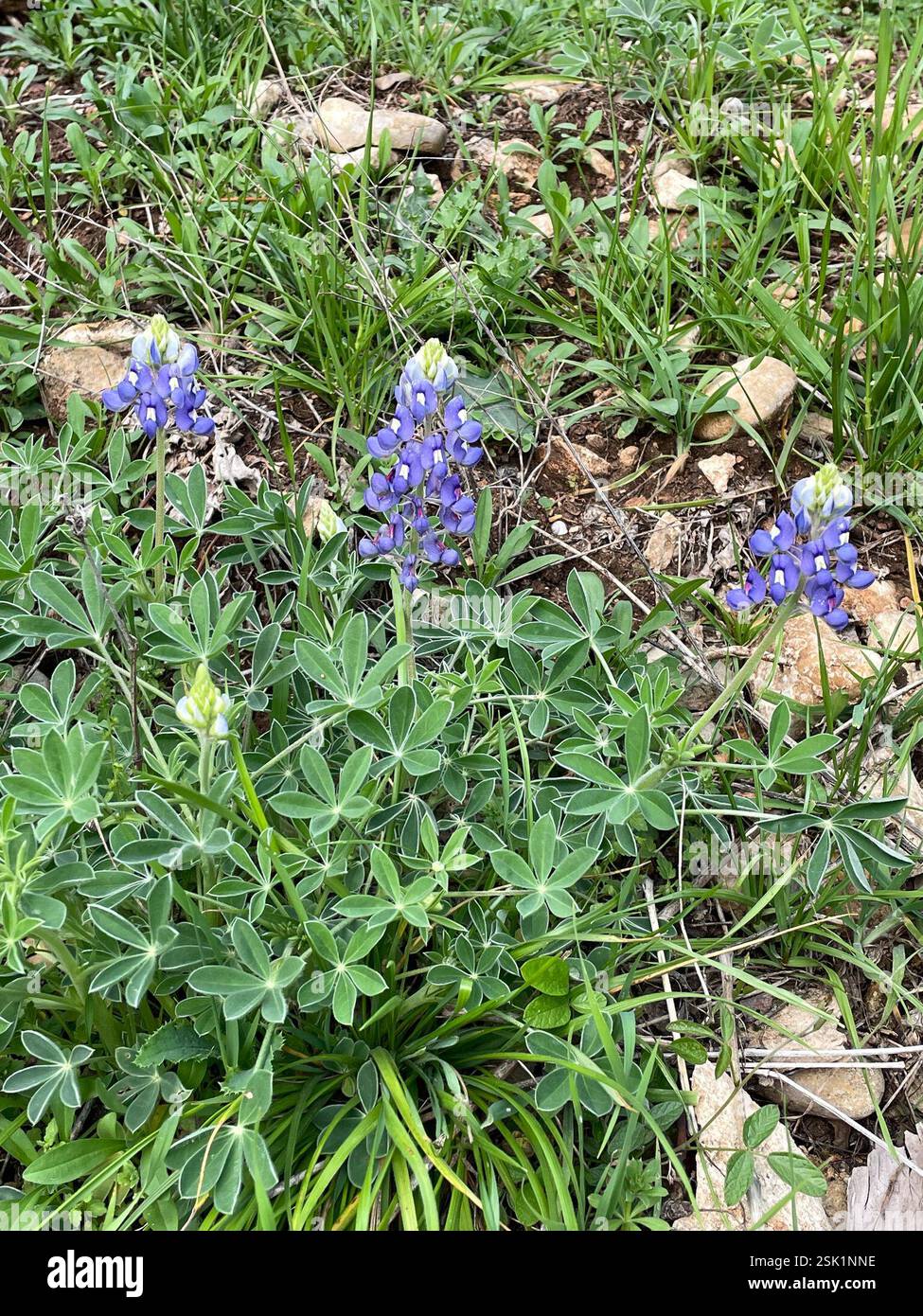 Texas bluebonnet (Lupinus texensis), Plantae, Moffat Rd, Temple, TX, US ...