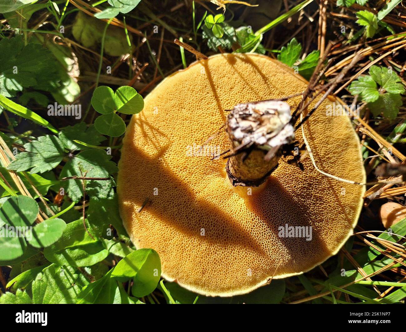 Purple-veiled Slippery Jack (Suillus luteus), Fungi, Invercargill, NZ ...