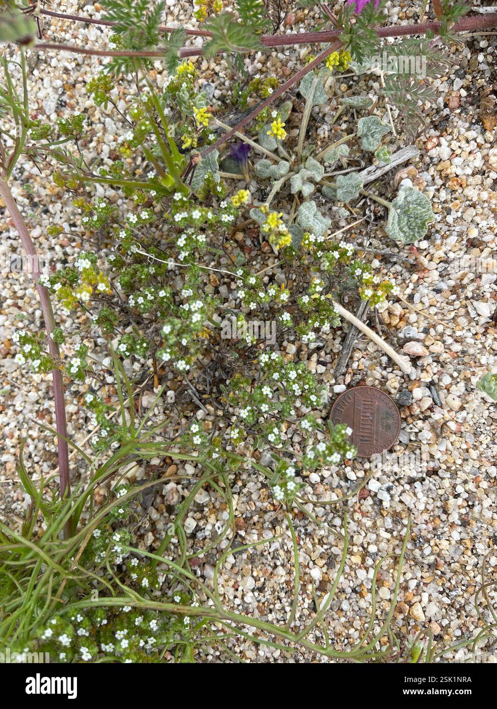 red-root cryptantha (Eremocarya micrantha micrantha), Plantae, Ocotillo ...