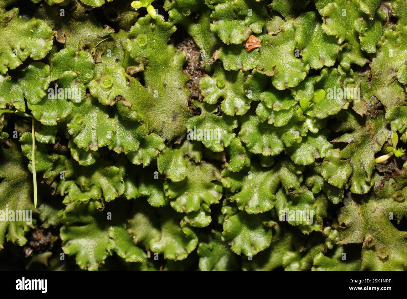 Common Liverwort (Marchantia polymorpha), Plantae, Sefton Park, Mossley ...