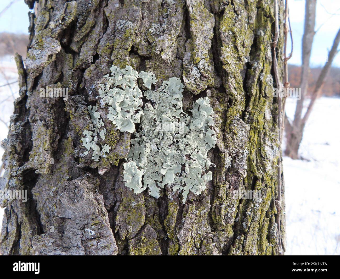 greenshield lichens (Flavoparmelia), Fungi, Dane, Wisconsin, United ...