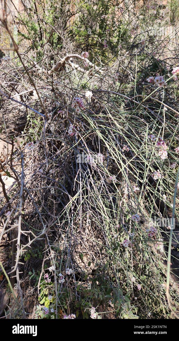 Baja Spurge (Euphorbia xanti), Plantae, Comondú, MX-BS, MX Stock Photo ...