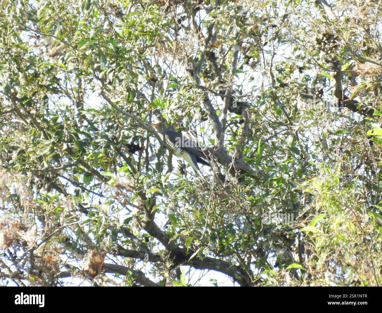 Oriental Cuckoo (Cuculus optatus), Aves, Saitama, JP Stock Photo - Alamy