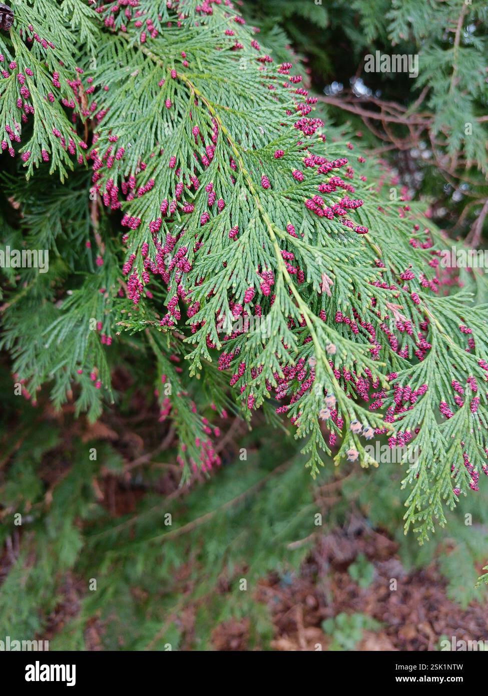 Lawson's cypress (Chamaecyparis lawsoniana), Plantae, Treuddyn Stock ...