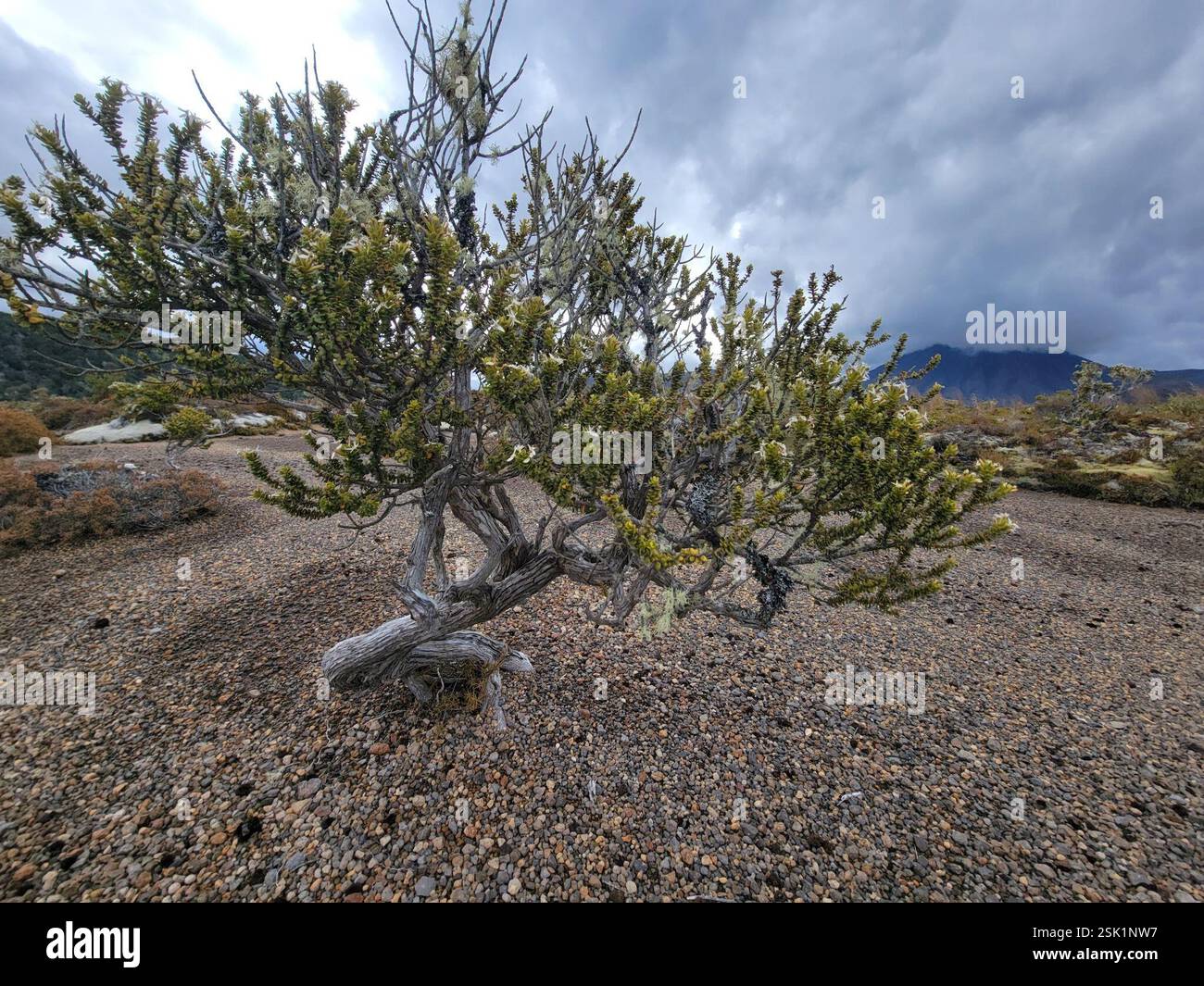 (Olearia nummulariifolia), Plantae, Ohakune 4691, New Zealand Stock ...