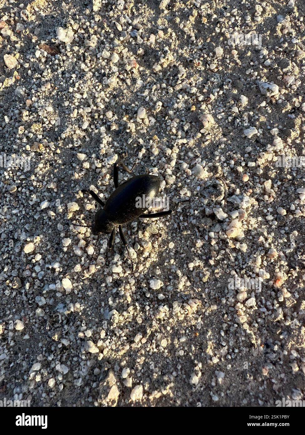 Armored Stink Beetle (Eleodes armata), Insecta, Anza-Borrego Desert ...