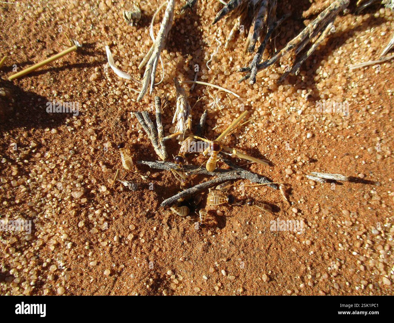Northern Harvester Termite (Hodotermes mossambicus), Insecta, Erongo ...