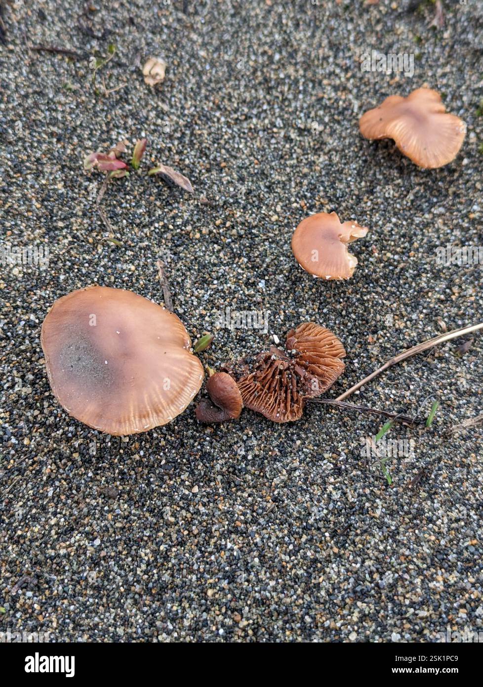 Beach Brittlestem (Psathyrella ammophila), Fungi, Richmond, BC, Canada ...