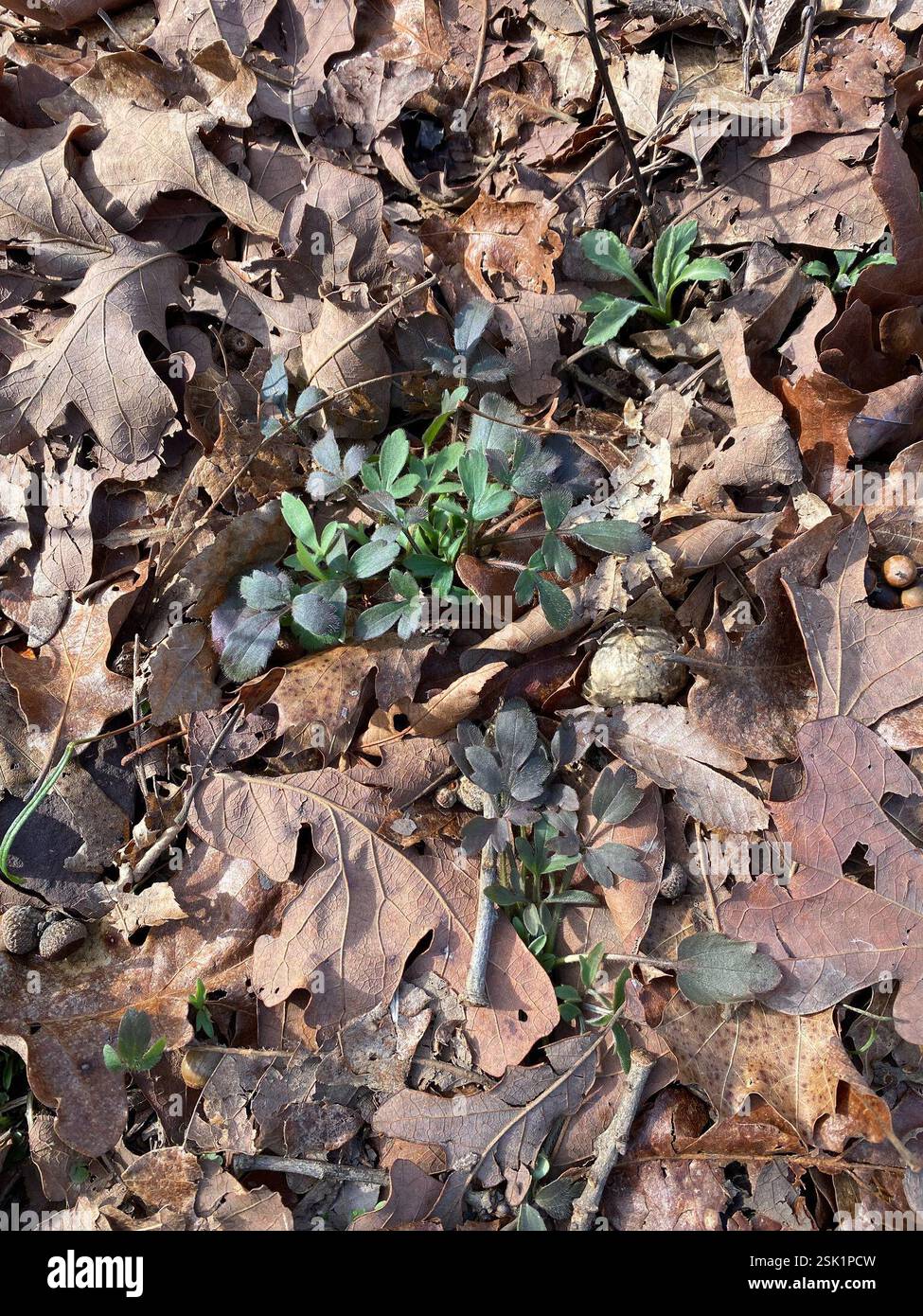 Early Buttercup (Ranunculus fascicularis), Plantae, Fayetteville, AR ...