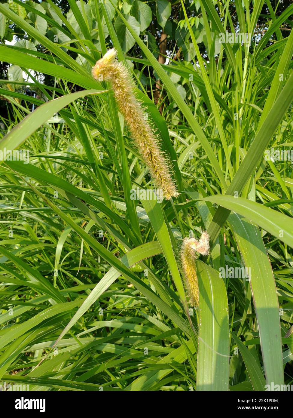 napier grass (Cenchrus purpureus), Plantae, Xiao Bitan Tribe, Xindian ...