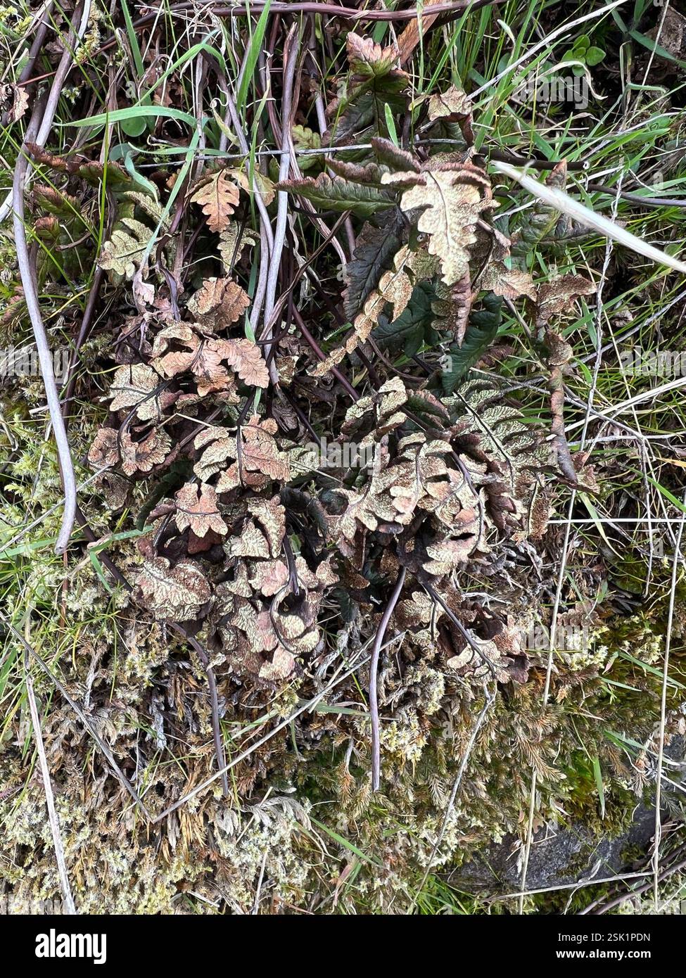 goldback fern (Pentagramma triangularis), Plantae, Snohomish County, WA ...
